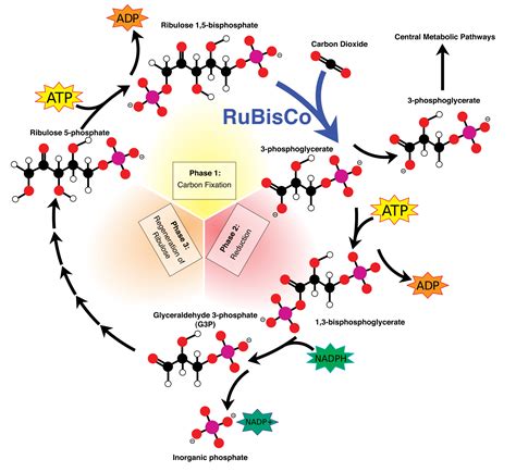 Calvin Cycle Dark Reaction Expii