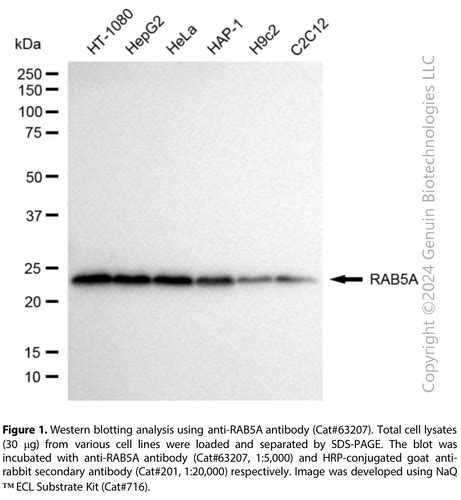 Kd Validated Anti Rab5a Rabbit Monoclonal Ab63207 Genuin Biotech