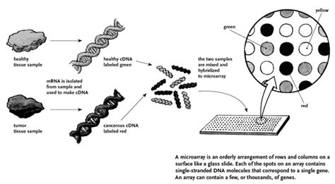 Nova Teachers Ghost In Your Genes Student Handout How Dna