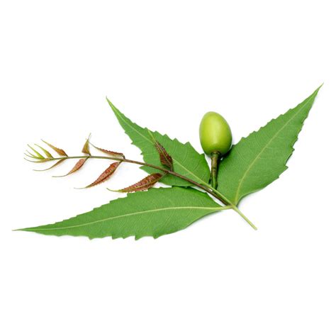 Neem Root And Leaf