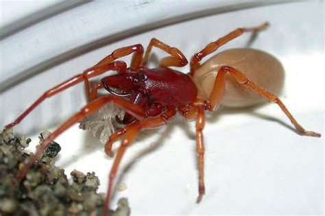 Sowbug Killer Spider