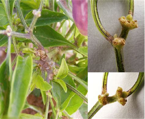 Floral Abscission Zone Browning Likely Caused By Cell Suberization Or