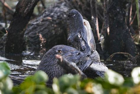 Giant Otter Attack