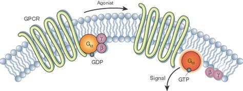Utep Gpcr Pipeline Background