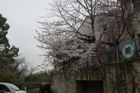 3月24日 金曜日 曇 修了式の日の桜 美木多幼稚園からのお知らせ