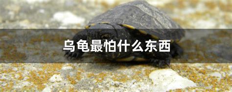乌龟最怕什么东西 鱼百科