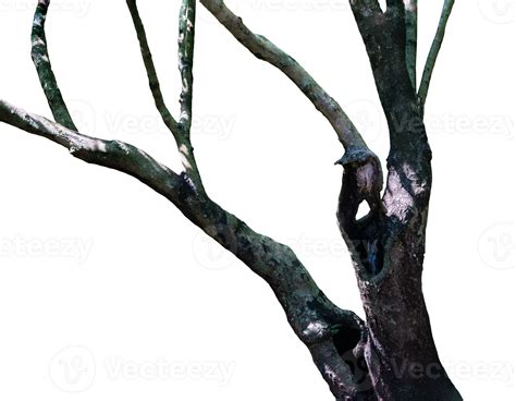 Exotic Old Tree Branch Isolated PNG