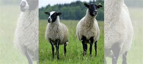 Овцы романовской породы купить в Аргаяше Животные и зоотовары Авито