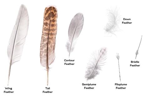 Bird Feathers Structure Types Uses And Fun Facts Nature Roamer