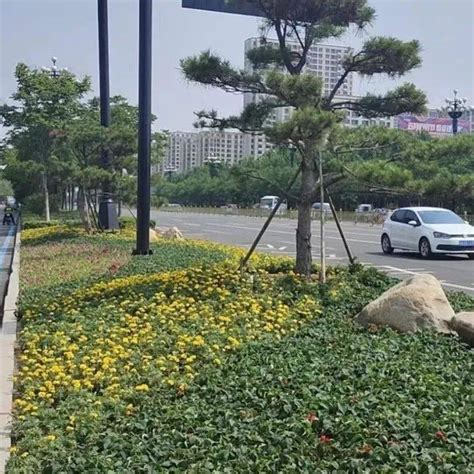 创文进行时换花添彩 美化城市风景 绿化 花卉 效果