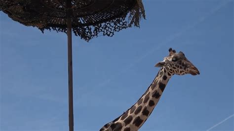 Llegada De Jirafa A Parque De Ciudad Juárez Genera Controversia Unotv