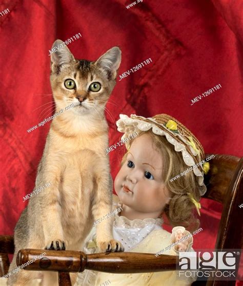 Cat Asian Ticked Tabby With Dolls Stock Photo Picture And Rights Managed Image Pic Mev