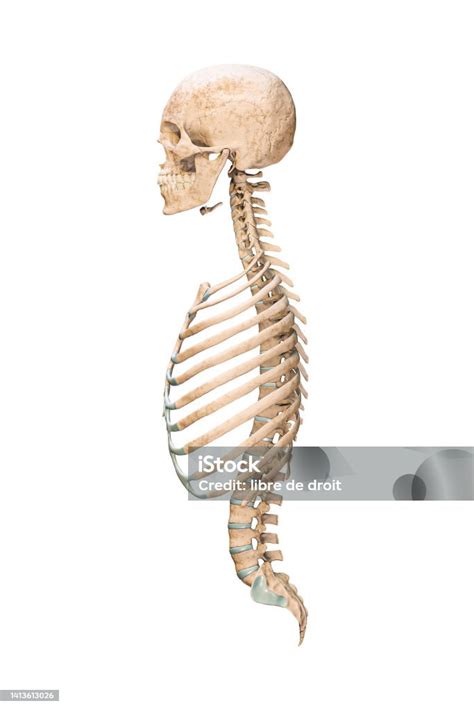 흰색 배경 3d 렌더링 그림에 격리된 인간 골격계 또는 골격의 축방향 뼈의 정확한 측면 또는 프로파일 보기 빈 해부학 차트 해부학 의료 난소 의료 과학 개념 일러스트레이션에