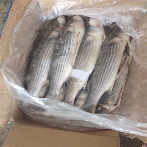 New Arrival Frozen Grey Mullet Fishchina Price Supplier 21food