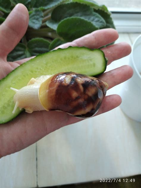 Ахатины Альбины