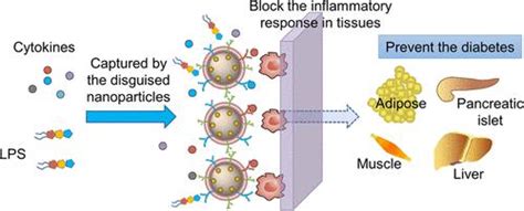 细胞膜包被的阳离子纳米粒子伪装成巨噬细胞用于预防和治疗2型糖尿病 Acs Applied Materials And Interfaces X Mol