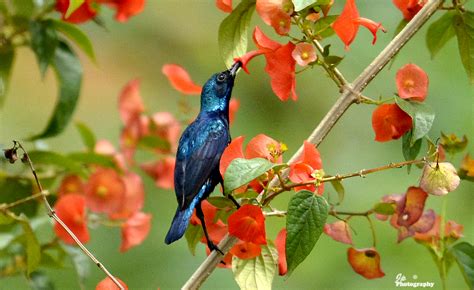 Sunbird Birdforum