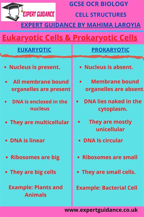 The Differences Between Eukaryotic Cells And Prokarotic Cells Are Shown