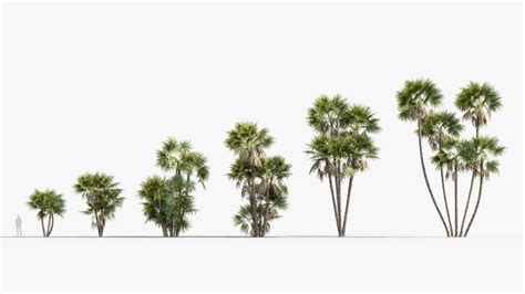 Acoelorrhaphe Wrightii Everglades Palms 3d Model Free 3d Model For Design
