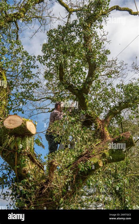 Tree Surgeon Hi Res Stock Photography And Images Alamy
