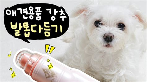 발톱자르기 싫어하는 강아지 강아지 두마리 발톱자르기 강아지 발톱깎이 발톱다듬기 애견용품소개 Maltese マルティズ Youtube