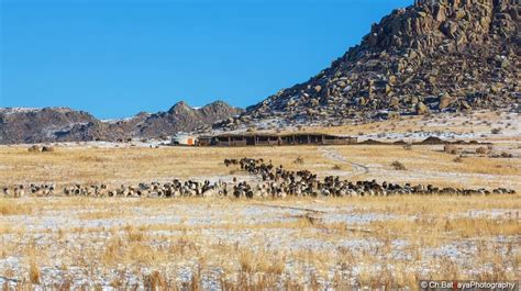 Малчиддаа өвлийг өнтэй давах зөвөлгөөг хүргэж байна