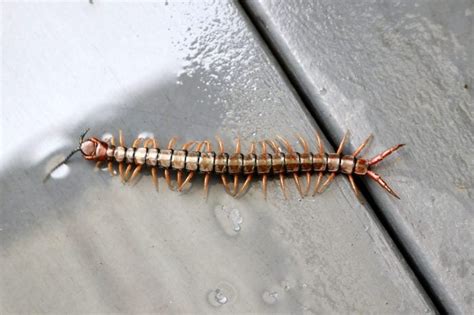 8 Most Common Types Of Centipedes Youll Find In Your House