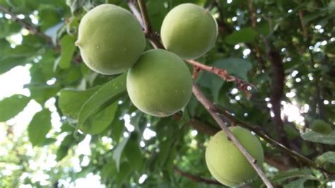매실수확시기 매실액 만들기 장아찌 담그는 방법 매실효능 네이버 블로그
