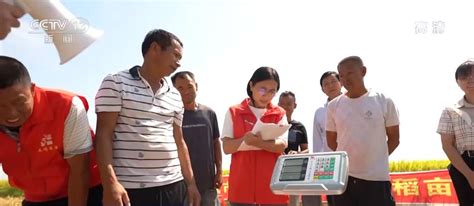 中国农民丰收节 金色稻浪滚滚 农民喜迎丰收 聚焦 东南网