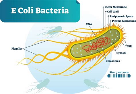 大肠杆菌作为宿主菌株在遗传工程和分子生物学中的应用