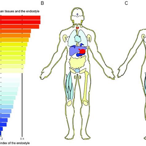 Transcriptional Profile Similarity Between Human Tissue And The Download Scientific Diagram
