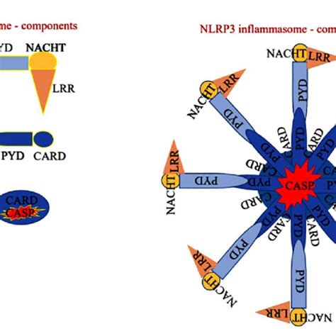 Sensor Component Of The Nlrp3 Inflammasome Comprises Of Pyrin Domain Download Scientific