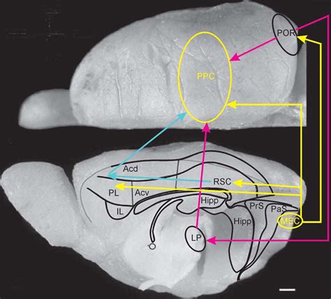 Posterior Parietal Cortex