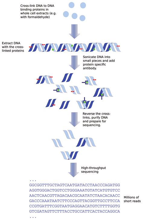 ChIP Seq Principle Classically DNA And DNA Binding Proteins Are Download Scientific Diagram