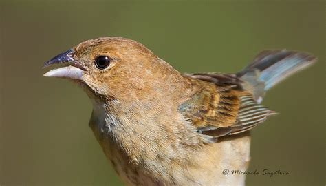 Indigo Bunting Female Calling Mate