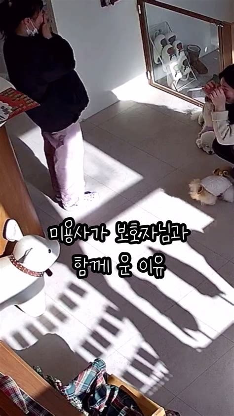 살롱드도만ㅣ김포반려견미용 운양동반려견미용 Salondedoman • Instagram Photos And Videos