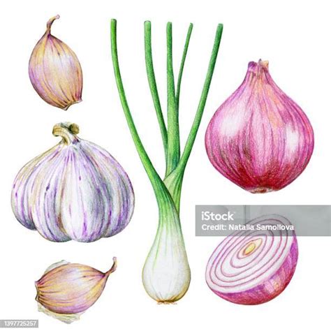 야채 세트 빨간색과 녹색 양파 마늘과 마늘 정향 색연필로 손으로 그린 양파에 대한 스톡 벡터 아트 및 기타 이미지 양파 수채화 마늘 Istock