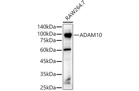Anti Adam10 Antibody A12938