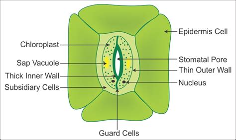 Structure Of Stomata With Labelled Diagram Stomatal Cells Ap