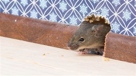 How To Get Rid Of Mice In Your Home Safely And Keep Them Out Toms Guide