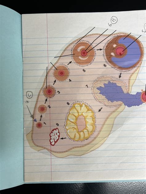 Lab Final Diagram Quizlet