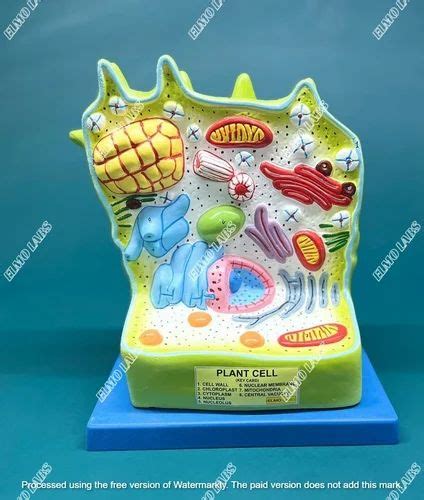 Plastic Plants Cell Model At ₹ 800 Piece In Ambala Id 2850470707333