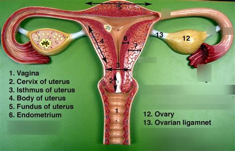 What Does The Reproductive System Consist Of At Jasper Bellingshausen Blog