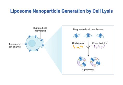 Liposome Nanoparticle Generation By Cell Lysis BioRender Science
