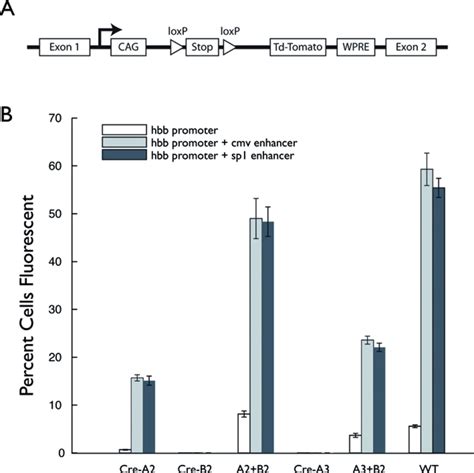 Cre Mutant Pair Recapitulates Requirement For Heterotetramer Formation Download Scientific
