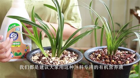 兰花发新根后养护牢记这几点不烂根还壮根护根 YouTube