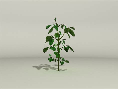 Soybean Plant Animation D Model