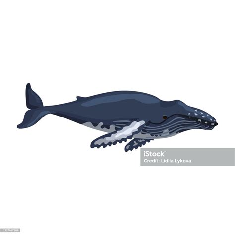 하얀 배경에 고립 된 혹등고래 아이들을위한 바다의 만화 캐릭터 해양 포유류와 간단한 인쇄 혹등고래에 대한 스톡 벡터 아트 및 기타 이미지 Istock