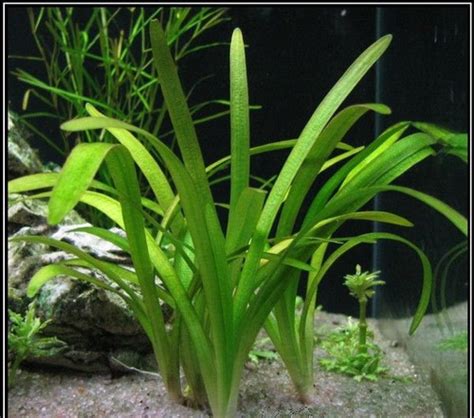 Sagittaria Graminea Aqualag
