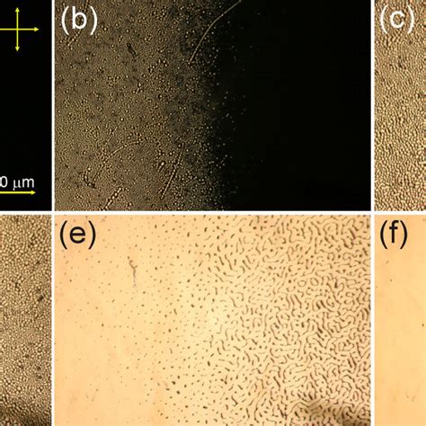 The Isotropic Nematic Phase Transition Textures Of The Mesogenic Download Scientific Diagram